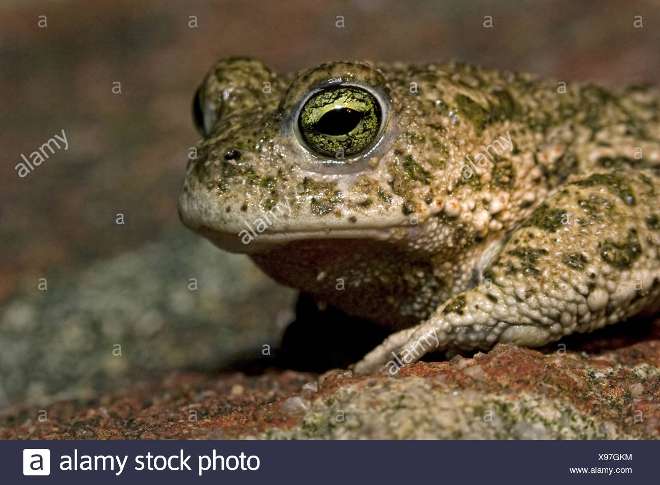 British Toads Stock Photos & British Toads Stock Images - Alamy