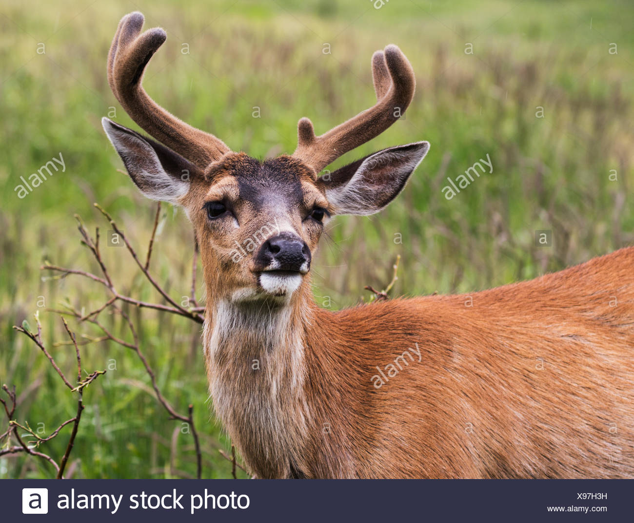 Sitka Black Tailed Deer Alaska High Resolution Stock Photography and ...