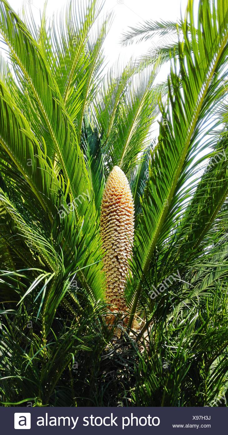 Cycad Palm High Resolution Stock Photography and Images - Alamy
