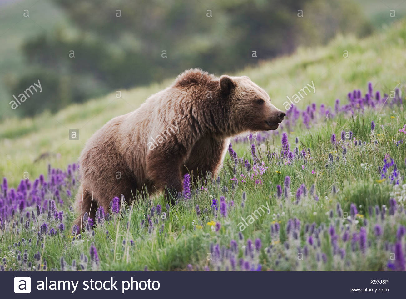 Female Grizzly Bear High Resolution Stock Photography and Images - Alamy