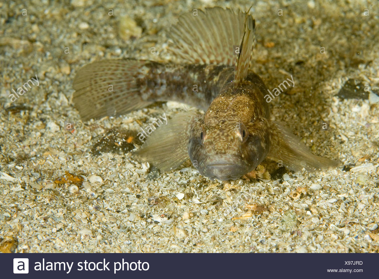 Black Goby High Resolution Stock Photography and Images - Alamy