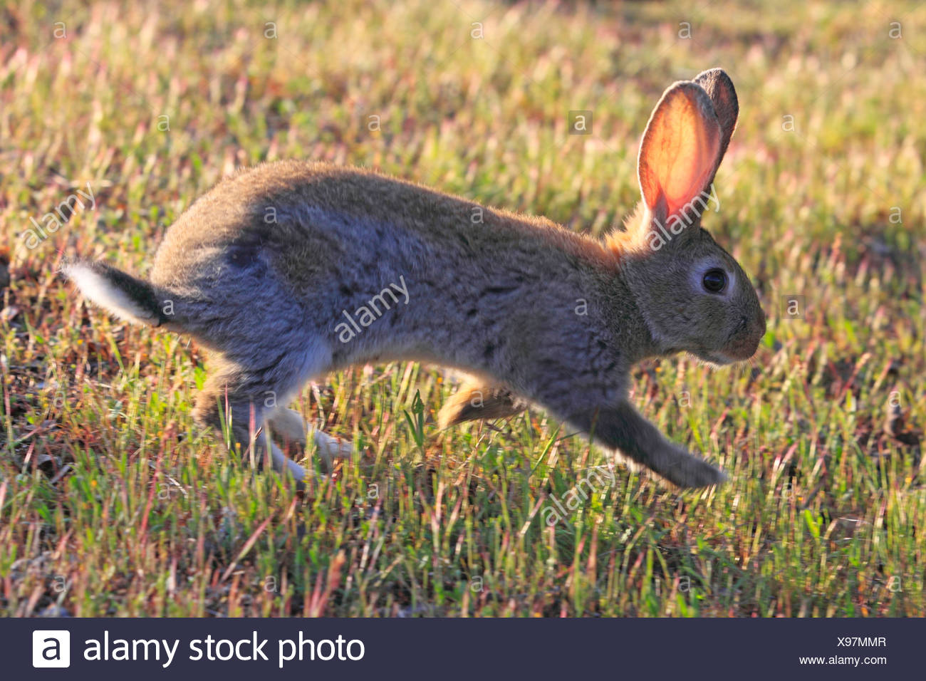 Side View Running Rabbit High Resolution Stock Photography and Images ...