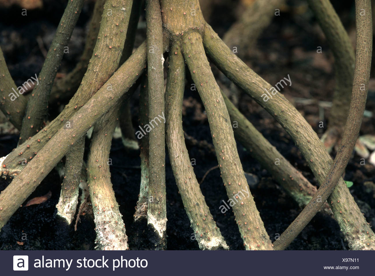 Red Mangrove Flower High Resolution Stock Photography and Images - Alamy
