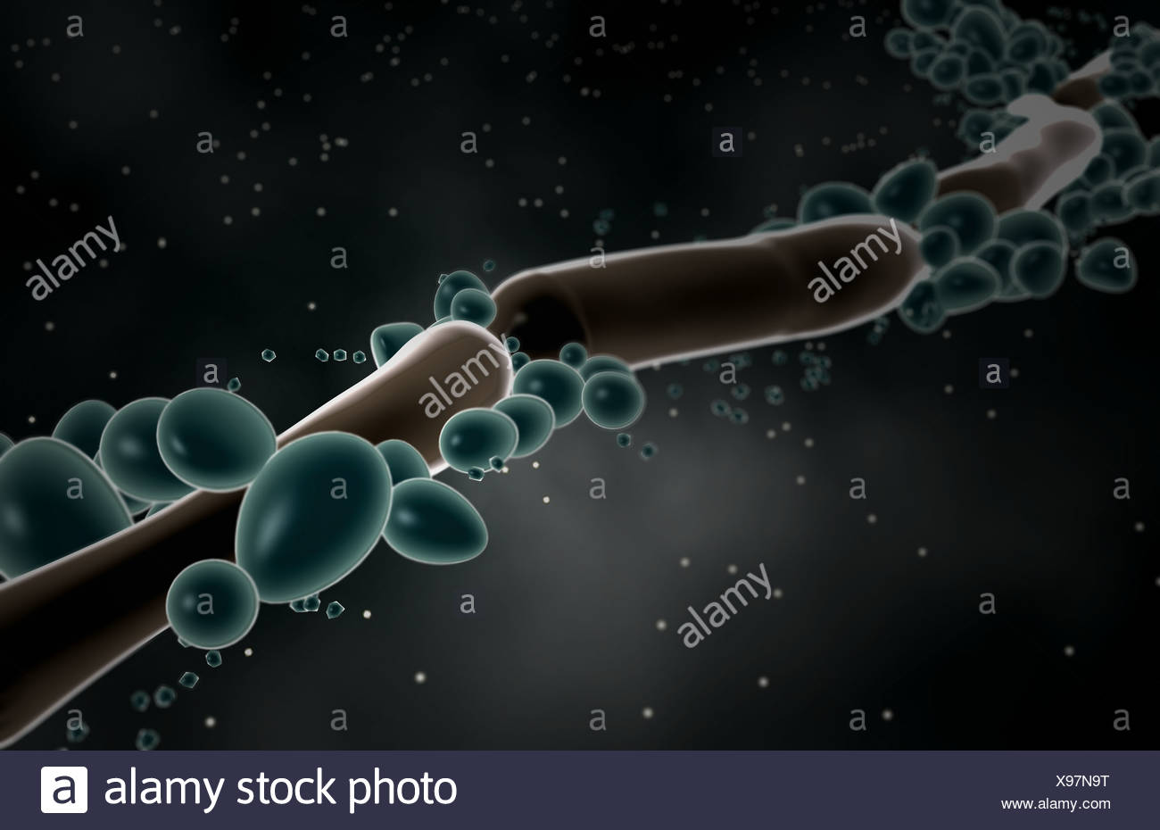 Candidiasis Stock Photos & Candidiasis Stock Images - Alamy