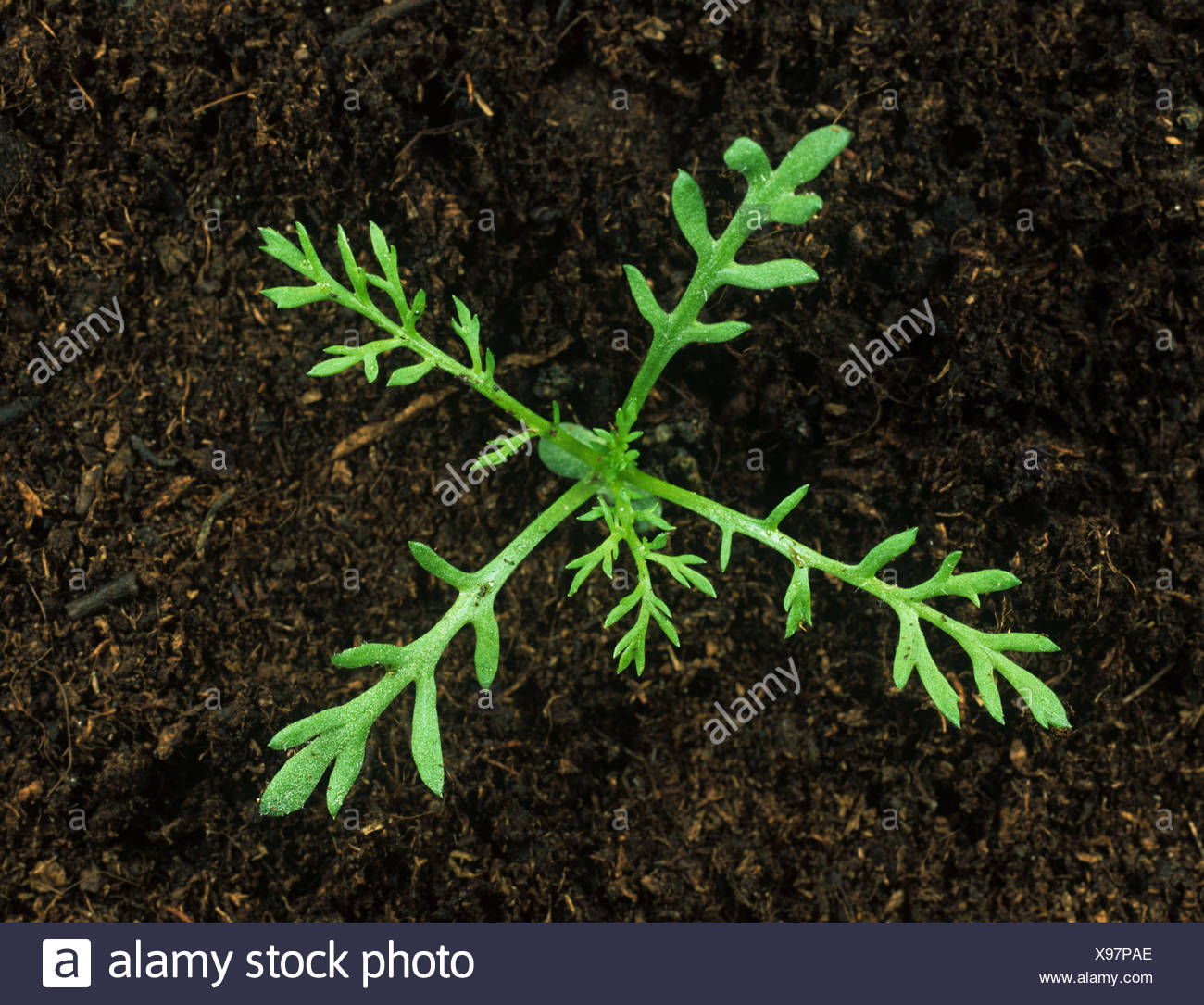 Anthemis Cotula Stock Photos & Anthemis Cotula Stock Images - Alamy