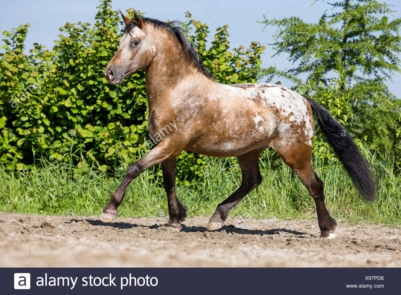 Appaloosa Horse Spotted High Resolution Stock Photography and Images ...