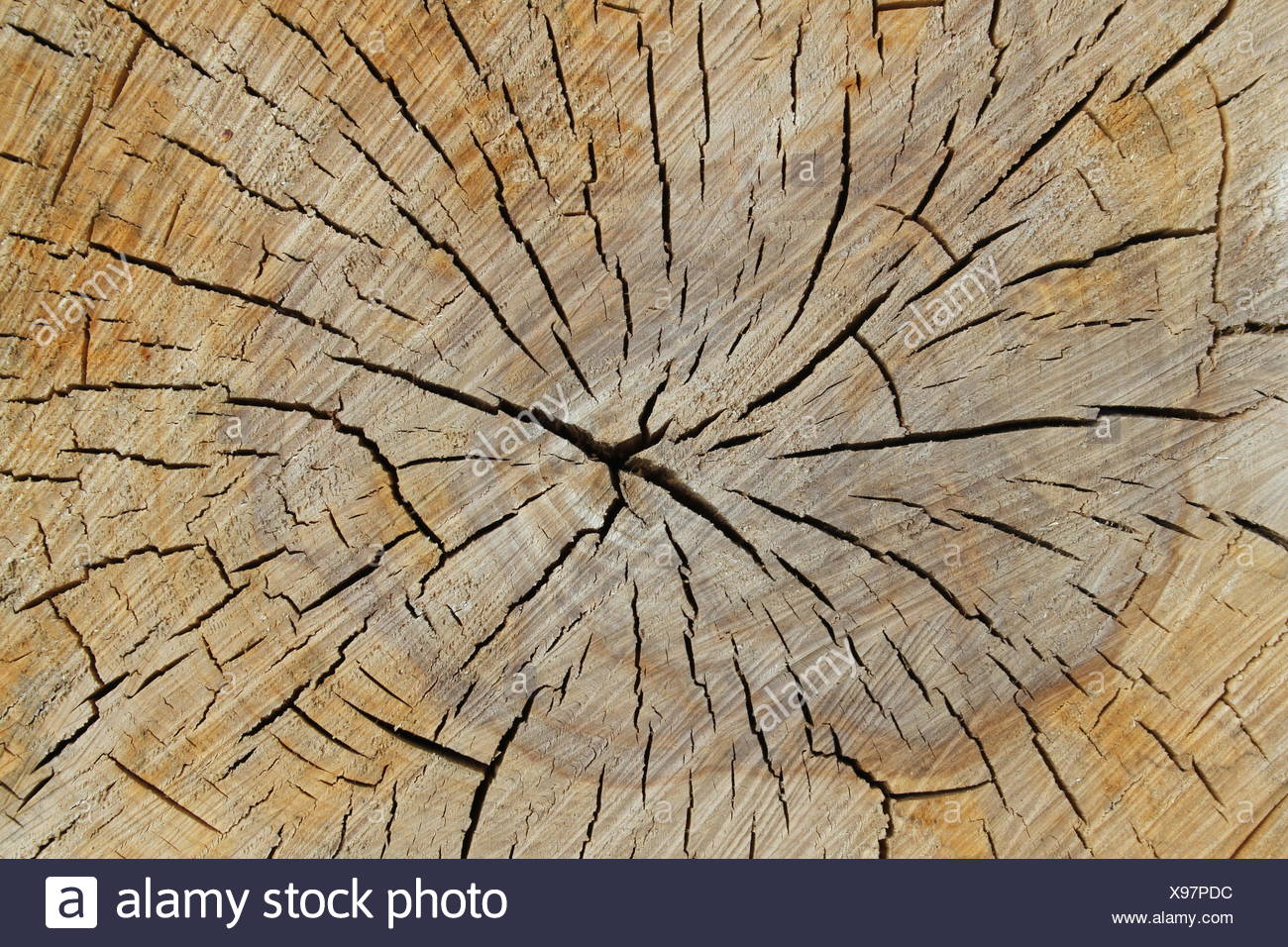 Cutted Tree High Resolution Stock Photography and Images - Alamy
