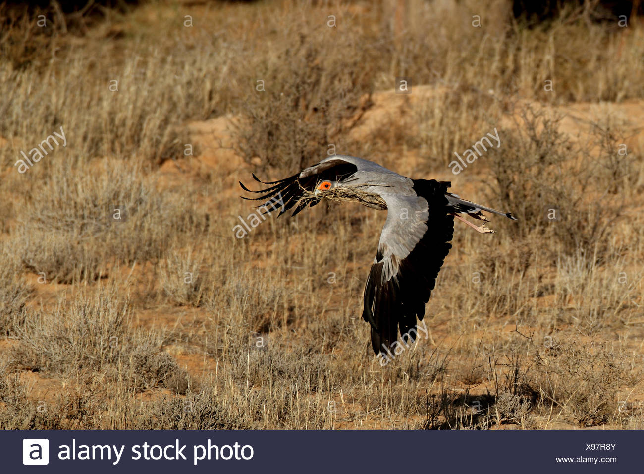 Secretary Bird Flying Stock Photos & Secretary Bird Flying Stock Images ...