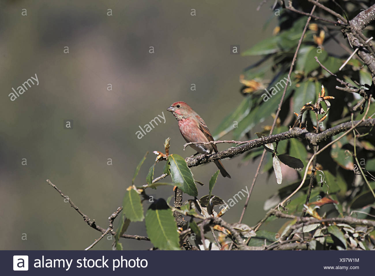 Common Rose Finch High Resolution Stock Photography and Images - Alamy