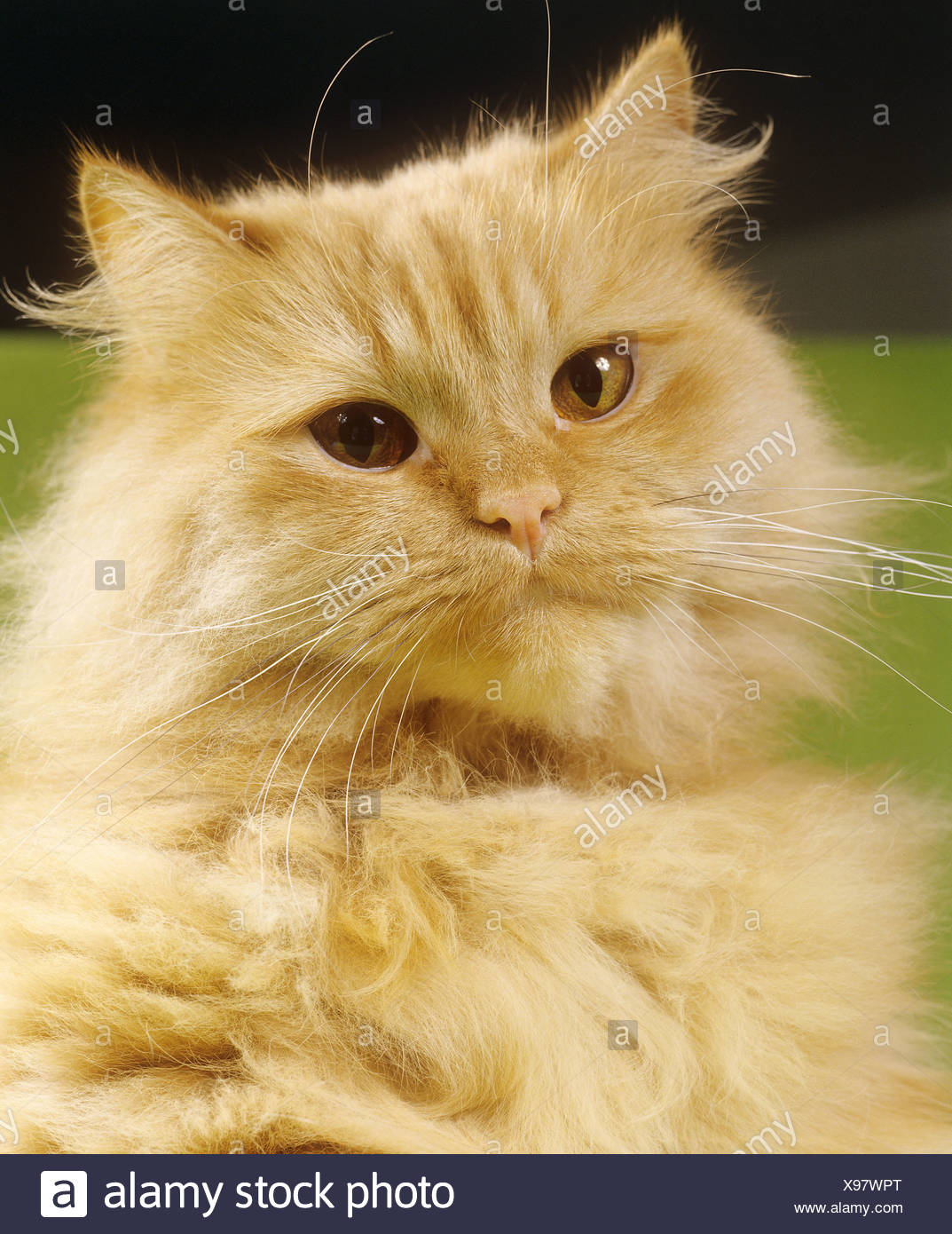 Red Persian Cat Stock Photos & Red Persian Cat Stock Images - Alamy