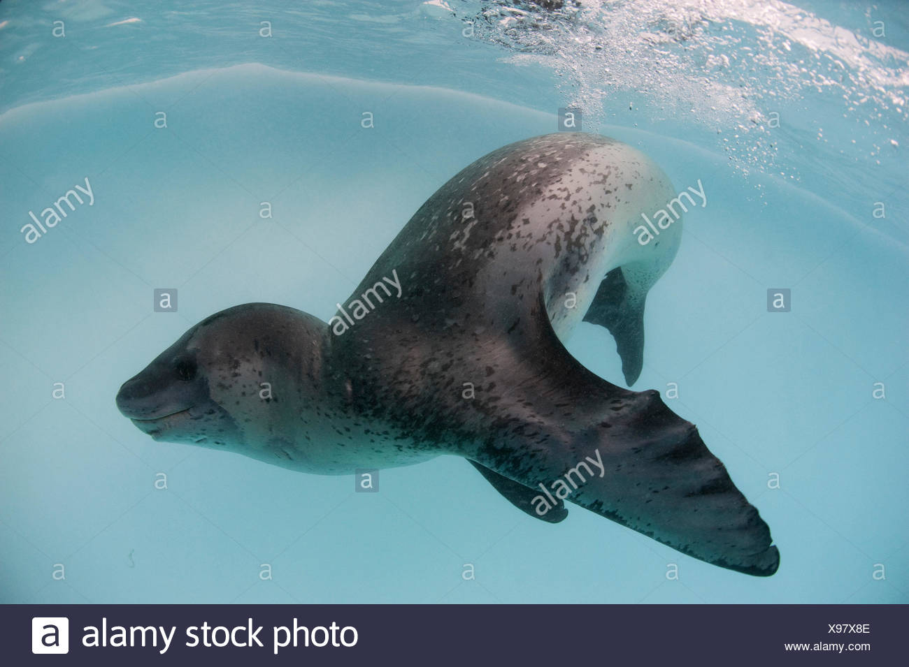 Leopard Seal Underwater Stock Photos & Leopard Seal Underwater Stock ...