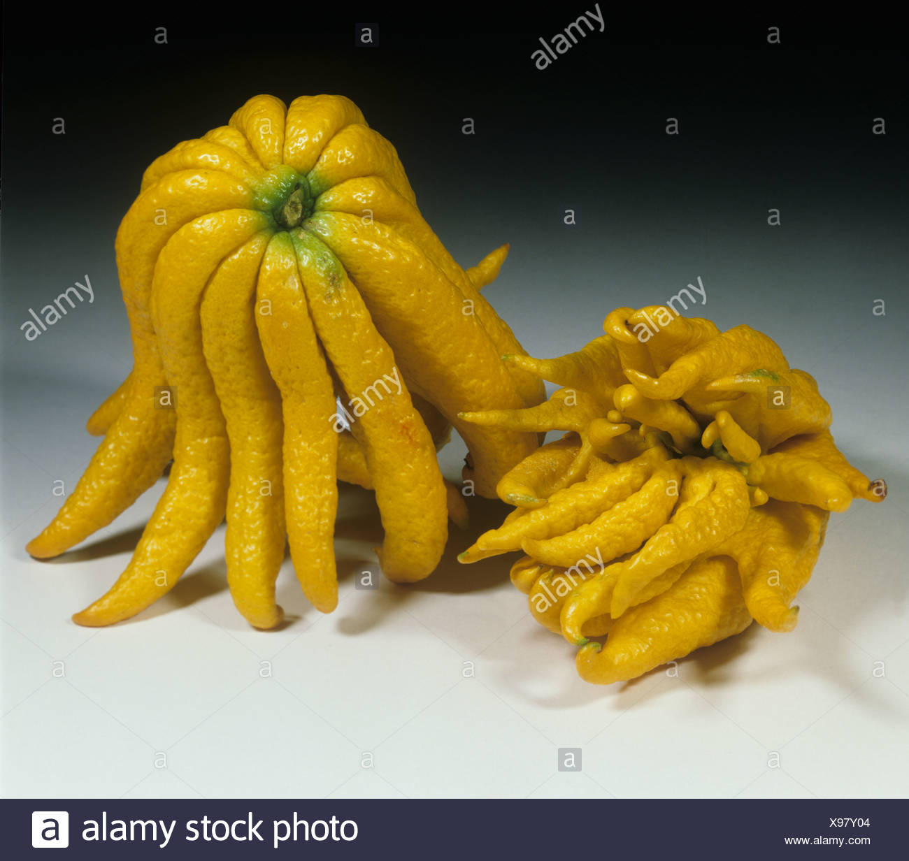 Sacrodactyl High Resolution Stock Photography and Images - Alamy