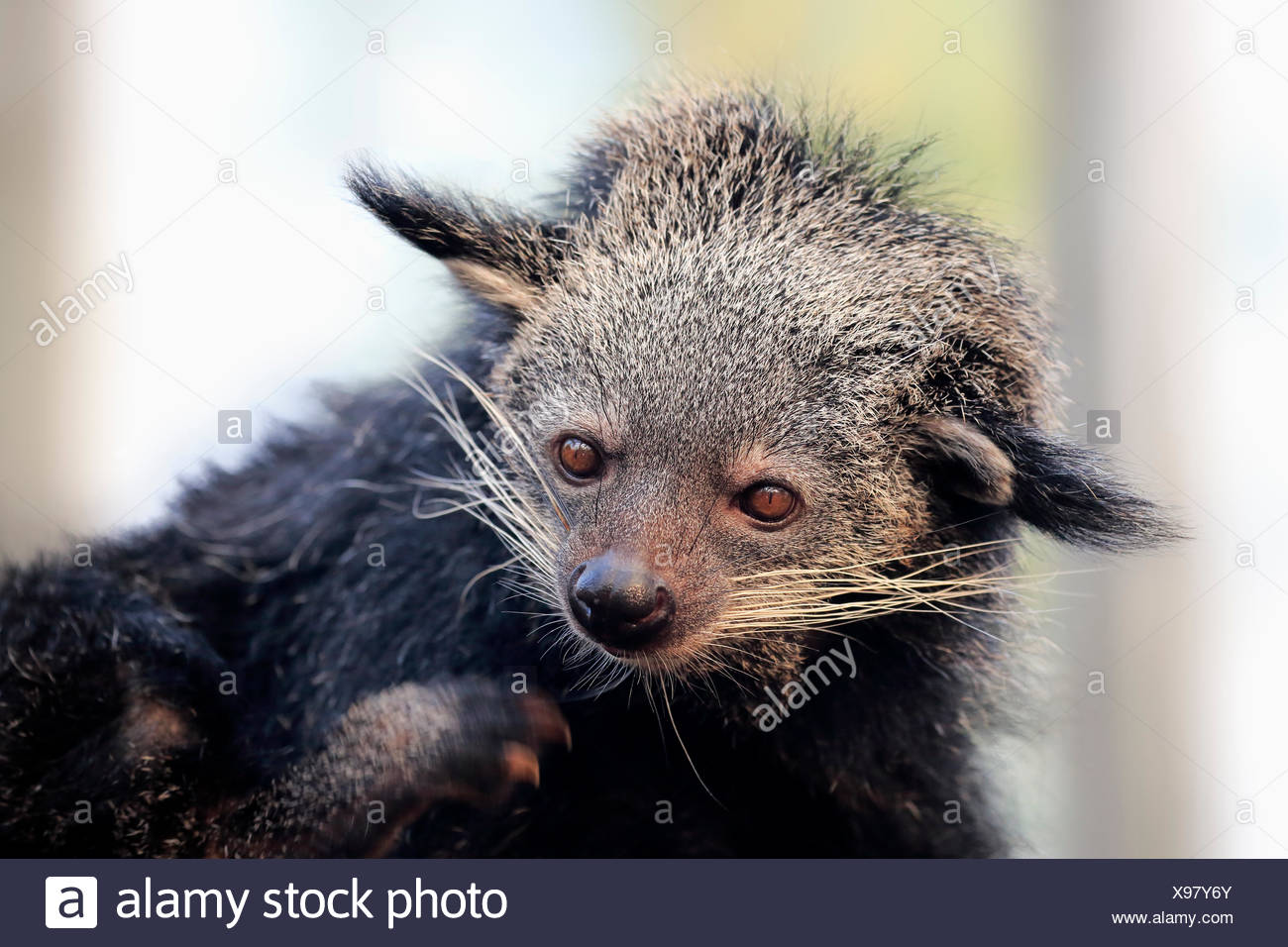 Binturong High Resolution Stock Photography and Images - Alamy