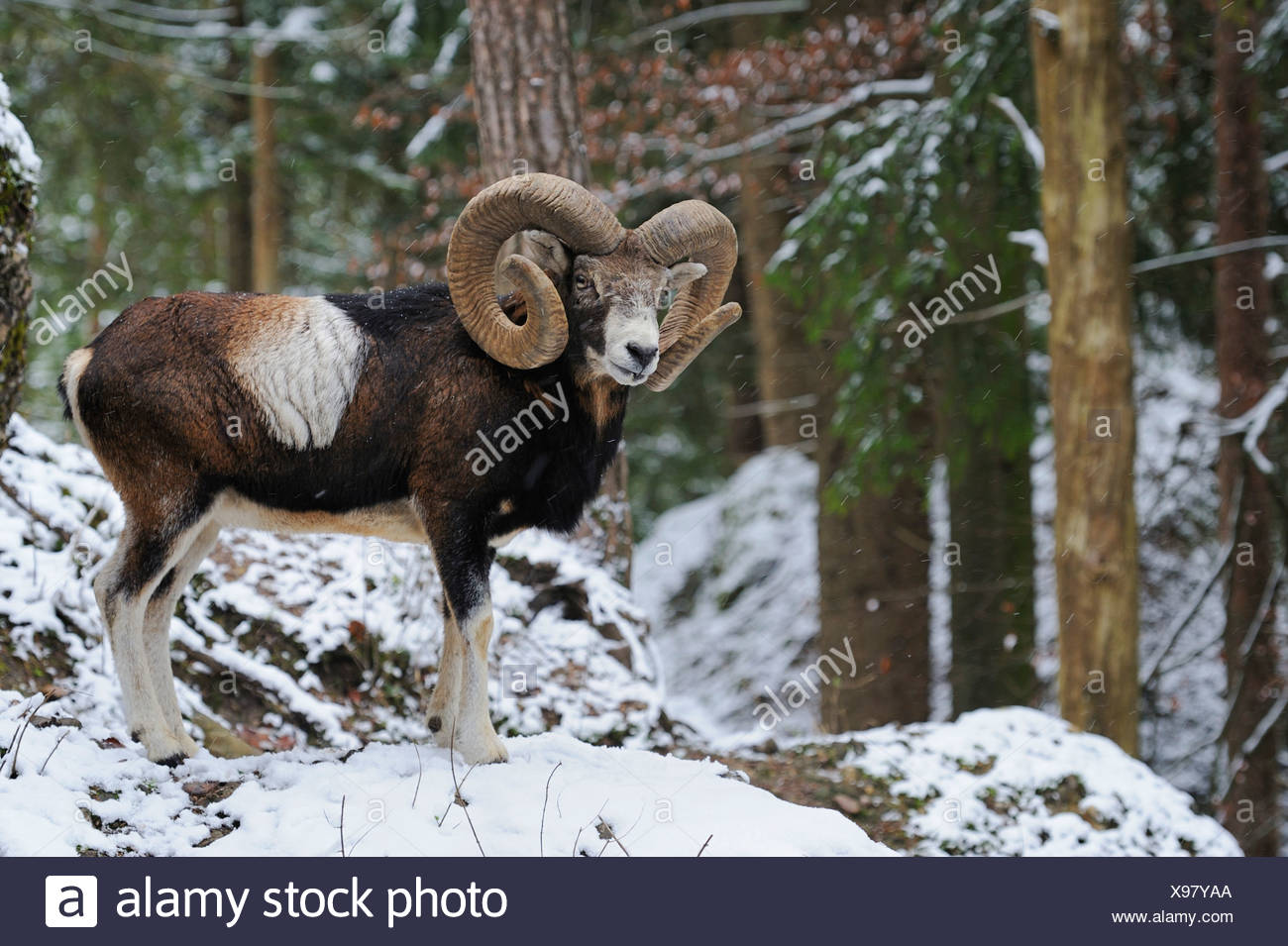 Male Mouflon High Resolution Stock Photography and Images - Alamy