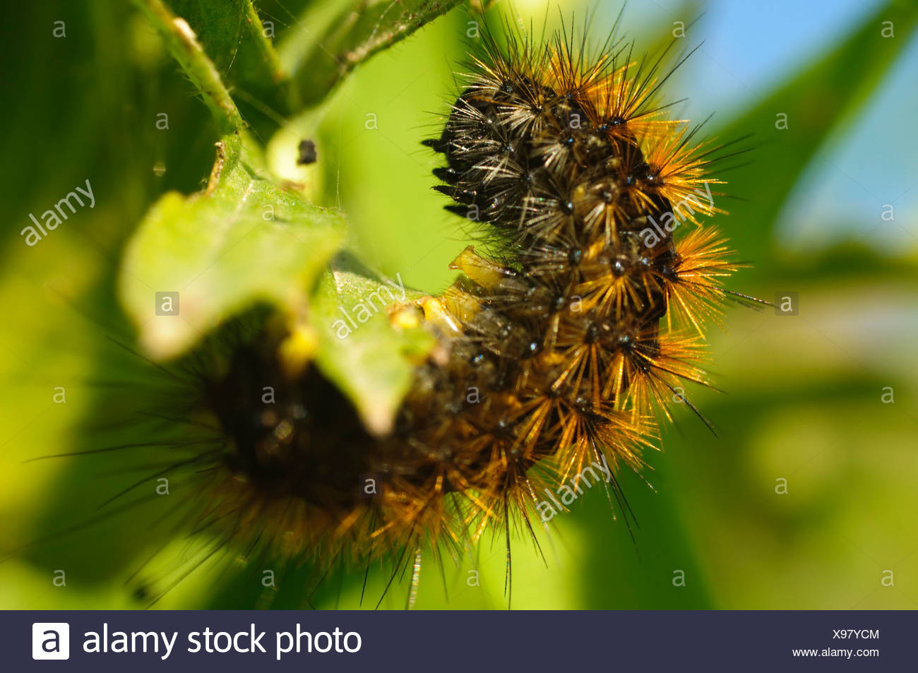 Hairy Worm High Resolution Stock Photography and Images - Alamy