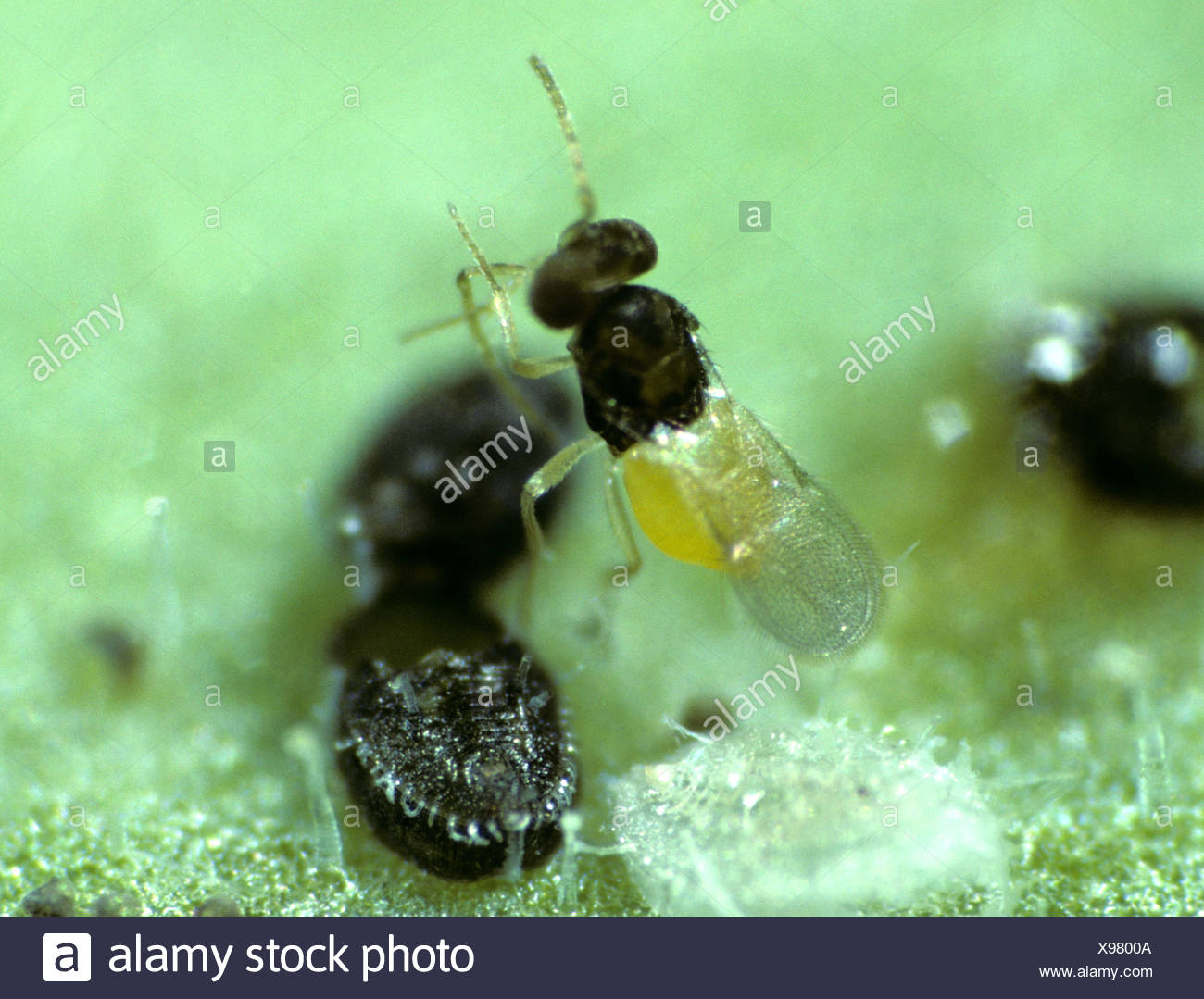 Parasitoid High Resolution Stock Photography and Images - Alamy