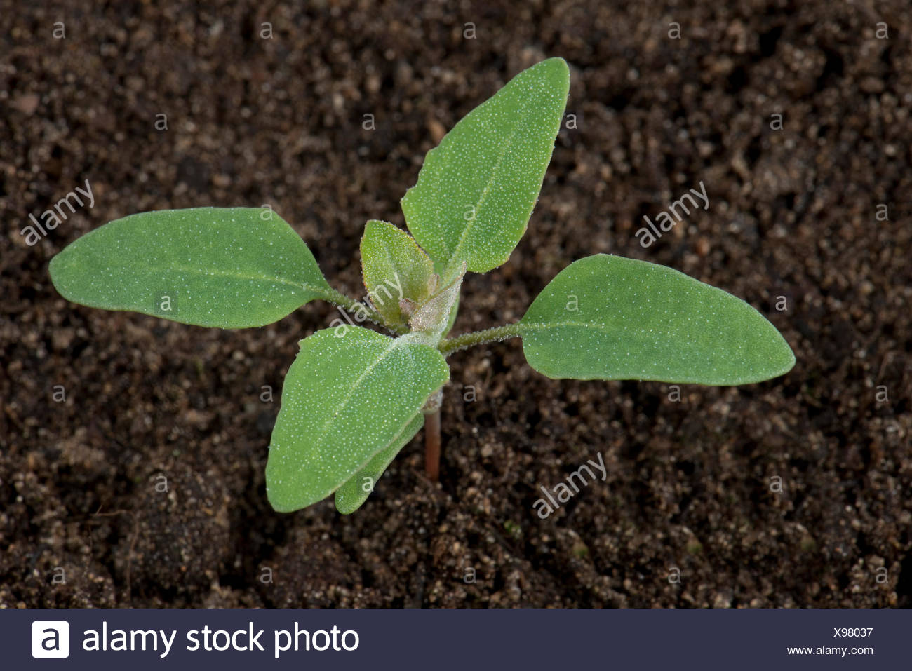 Fat Hen Seedling High Resolution Stock Photography and Images - Alamy