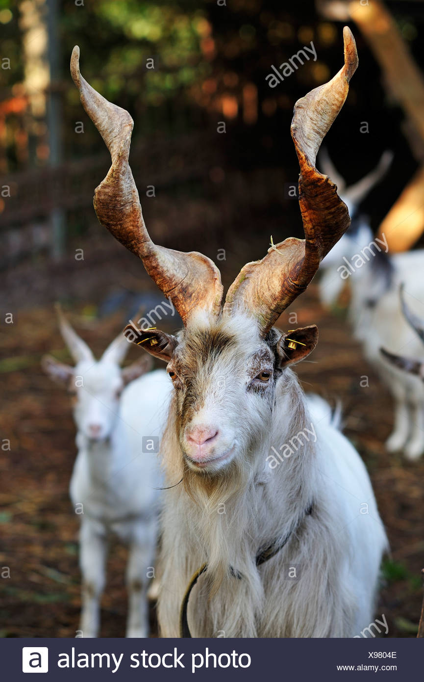 Girgentana Goat Male Billy Goat Stock Photos & Girgentana Goat Male ...