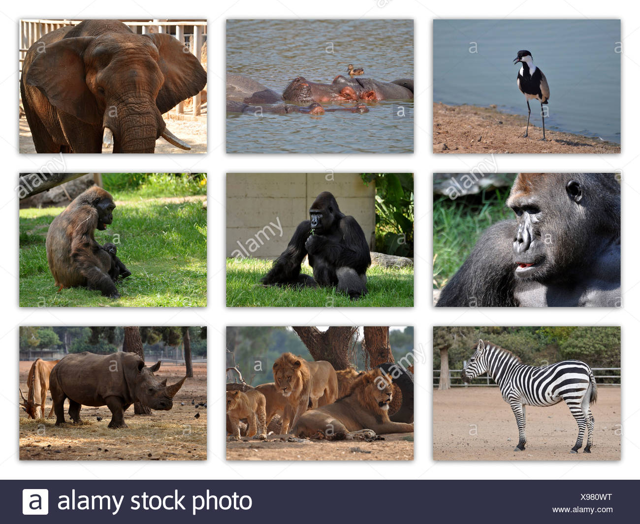 Animal Collage High Resolution Stock Photography and Images - Alamy