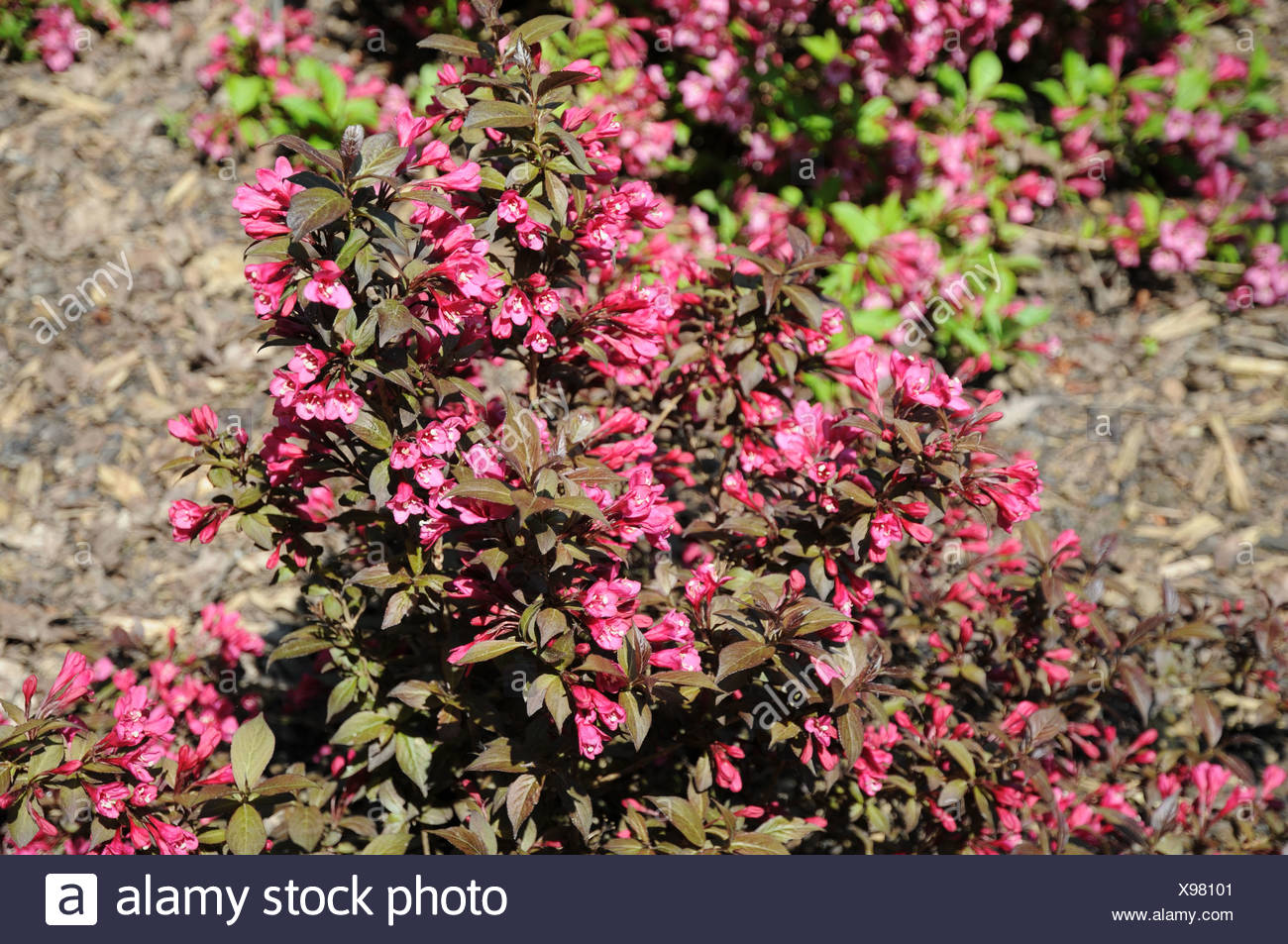Weigelia Stock Photos & Weigelia Stock Images - Alamy