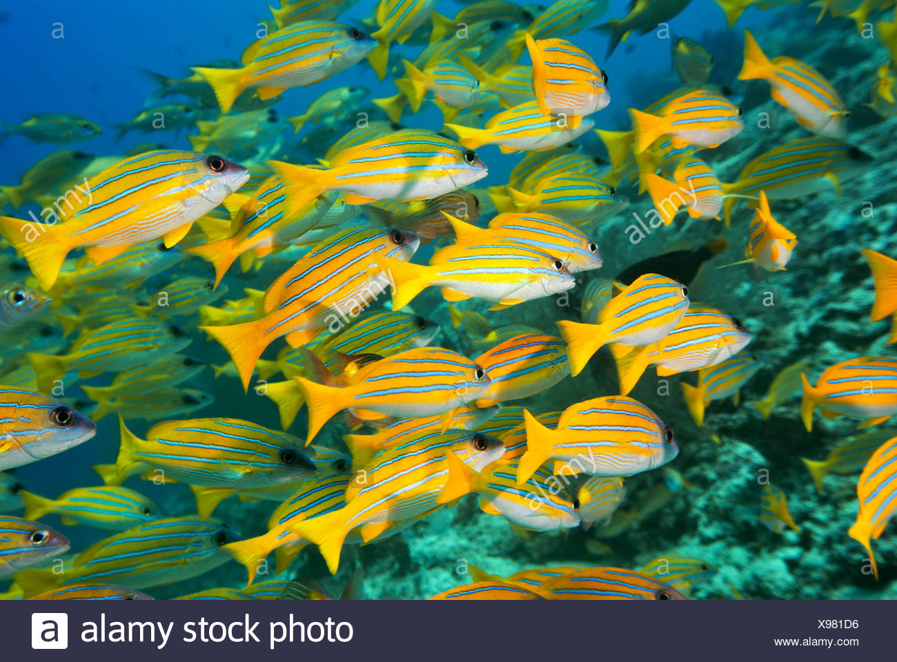 Common Bluestripe Snapper High Resolution Stock Photography and Images ...