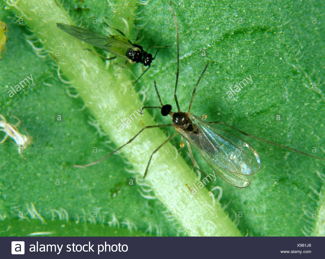 Aphid Predatory Midge Aphidoletes Aphidimyza High Resolution Stock ...