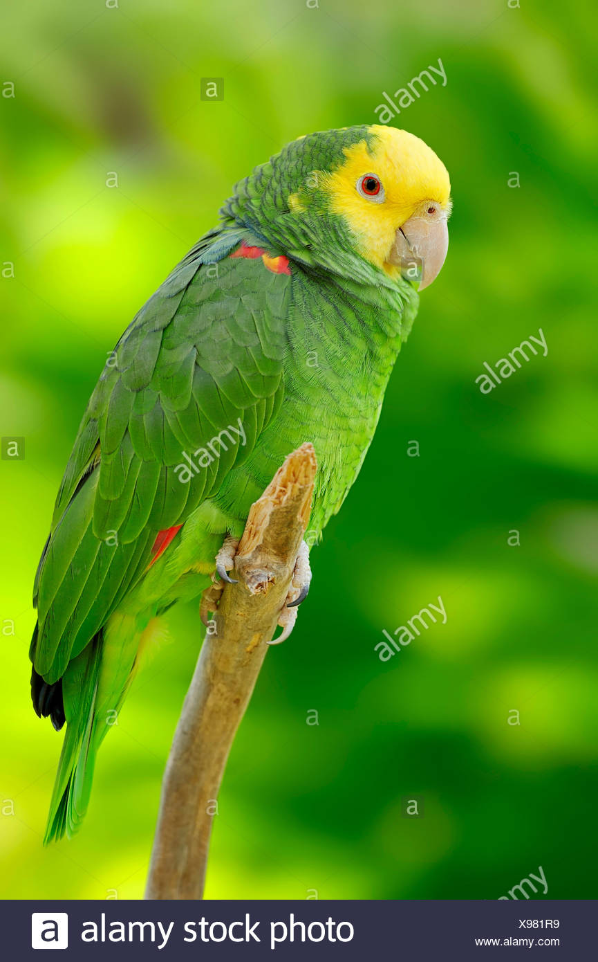 Yellow Headed Amazon Parrot High Resolution Stock Photography and ...