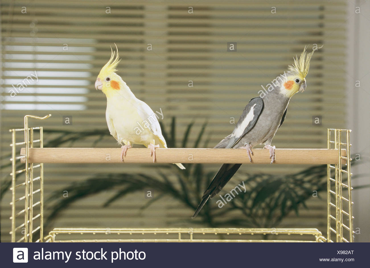 Cockatiel Bird Pair Stock Photos & Cockatiel Bird Pair Stock Images - Alamy