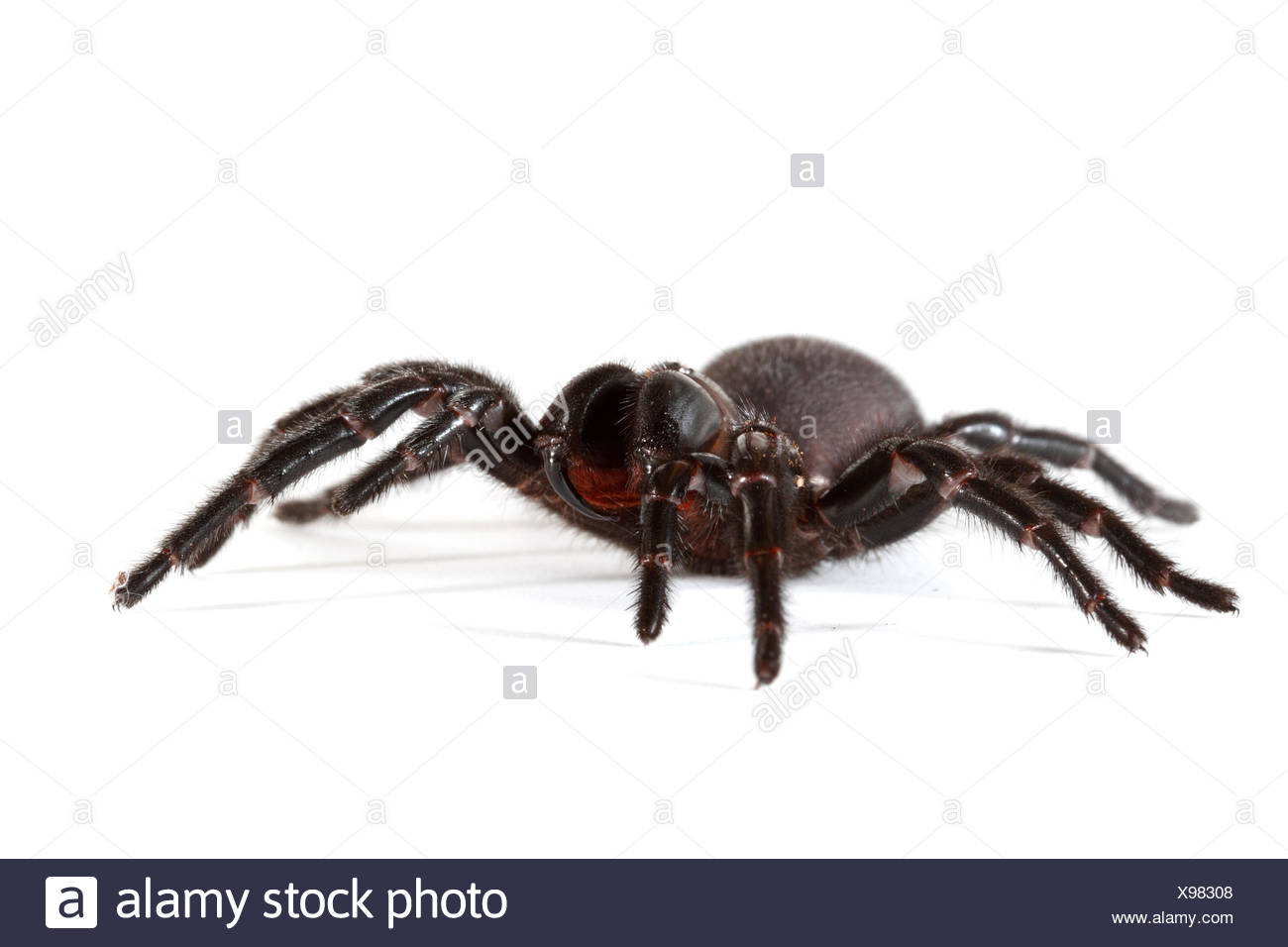 Sydney Funnel Web Spider Atrax Robustus High Resolution Stock ...