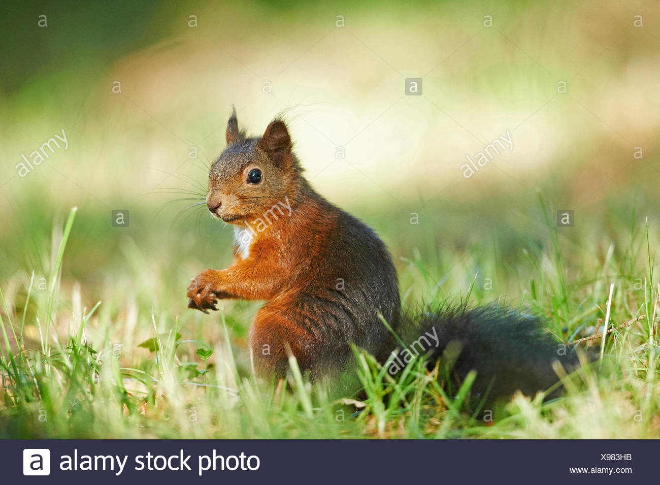 Bavarian Squirrel Stock Photos & Bavarian Squirrel Stock Images - Alamy