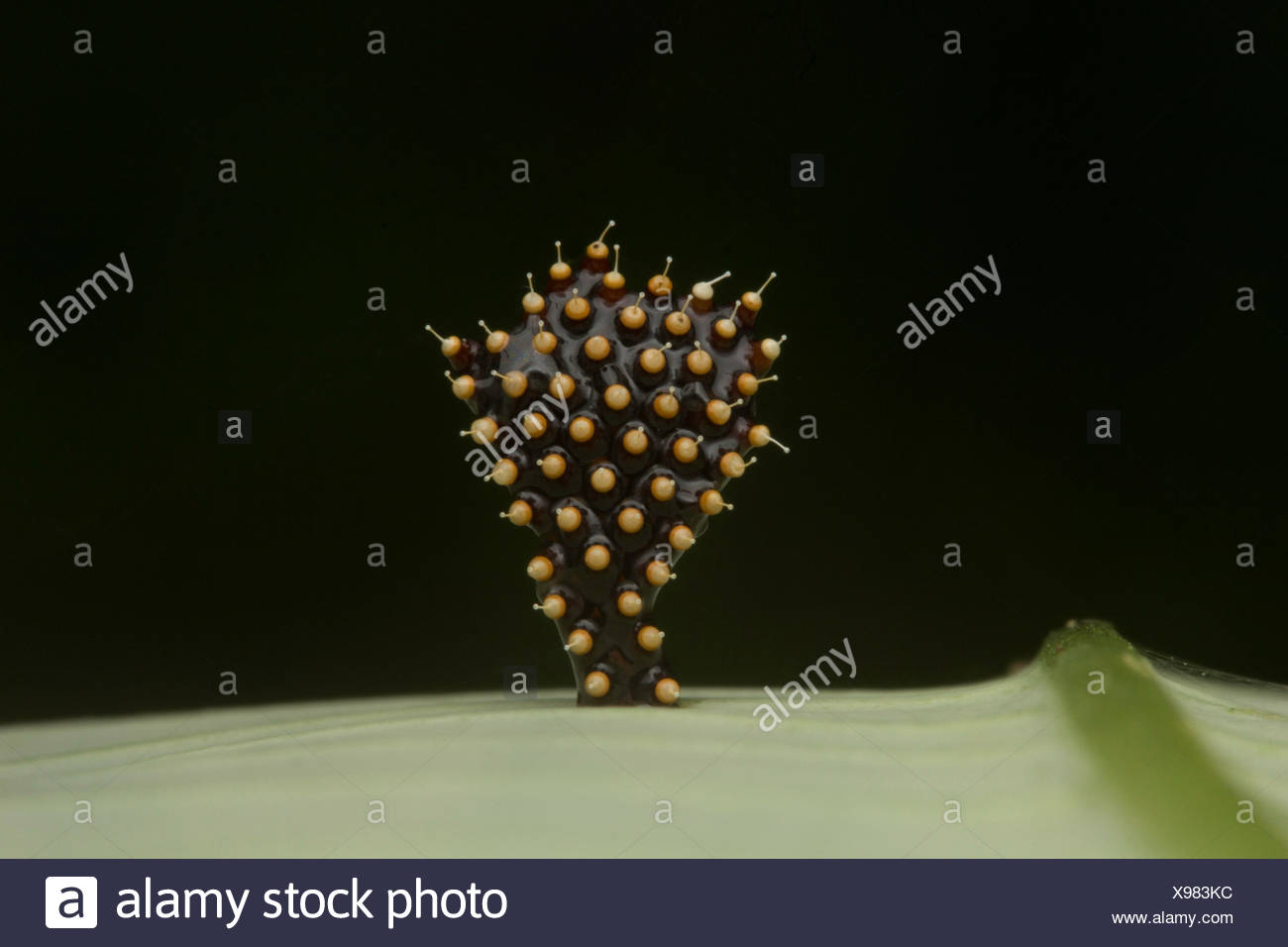 Egg Lay Insect Stock Photos & Egg Lay Insect Stock Images - Alamy