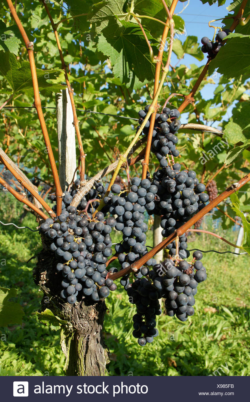 Fruit Grape Vine Vitis Vinifera Stock Photos & Fruit Grape Vine Vitis ... Fruit Grape Vine Vitis Vinifera Stock Photos & Fruit Grape Vine Vitis ...