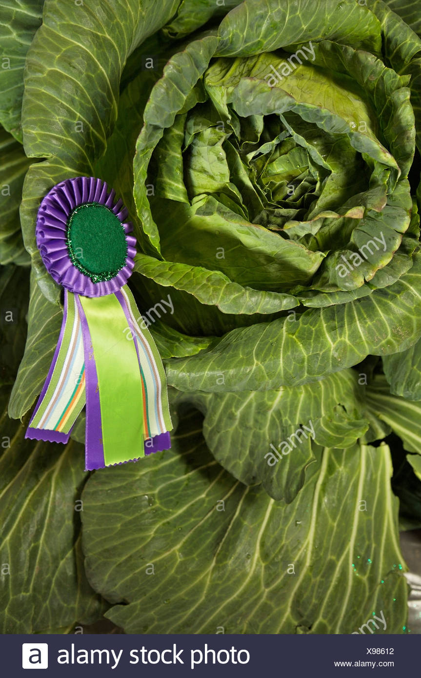 Giant Cabbage Alaska State Fair