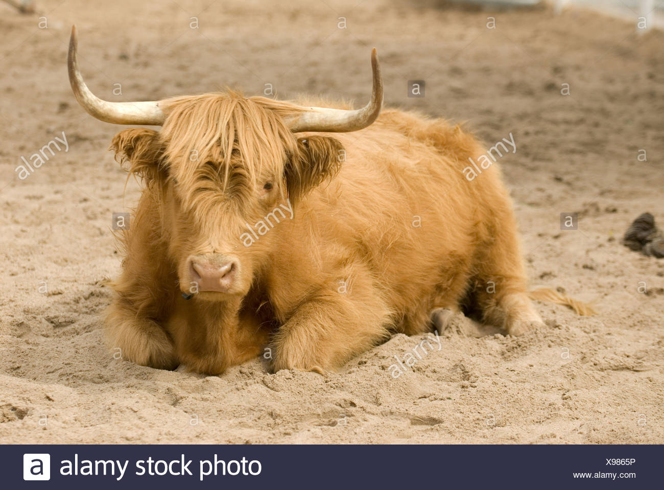 Very Rare Stock Photos & Very Rare Stock Images - Alamy