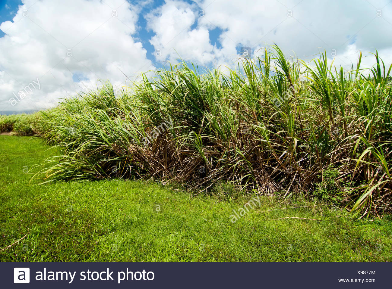 Dries Grasses High Resolution Stock Photography and Images - Alamy