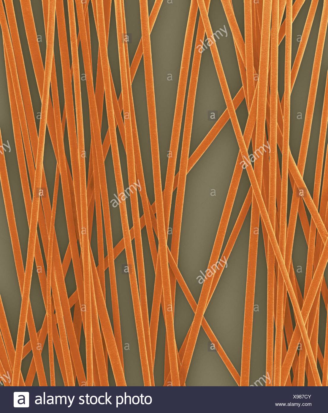 Micrograph Of Skin Tissue High Resolution Stock Photography and Images ...