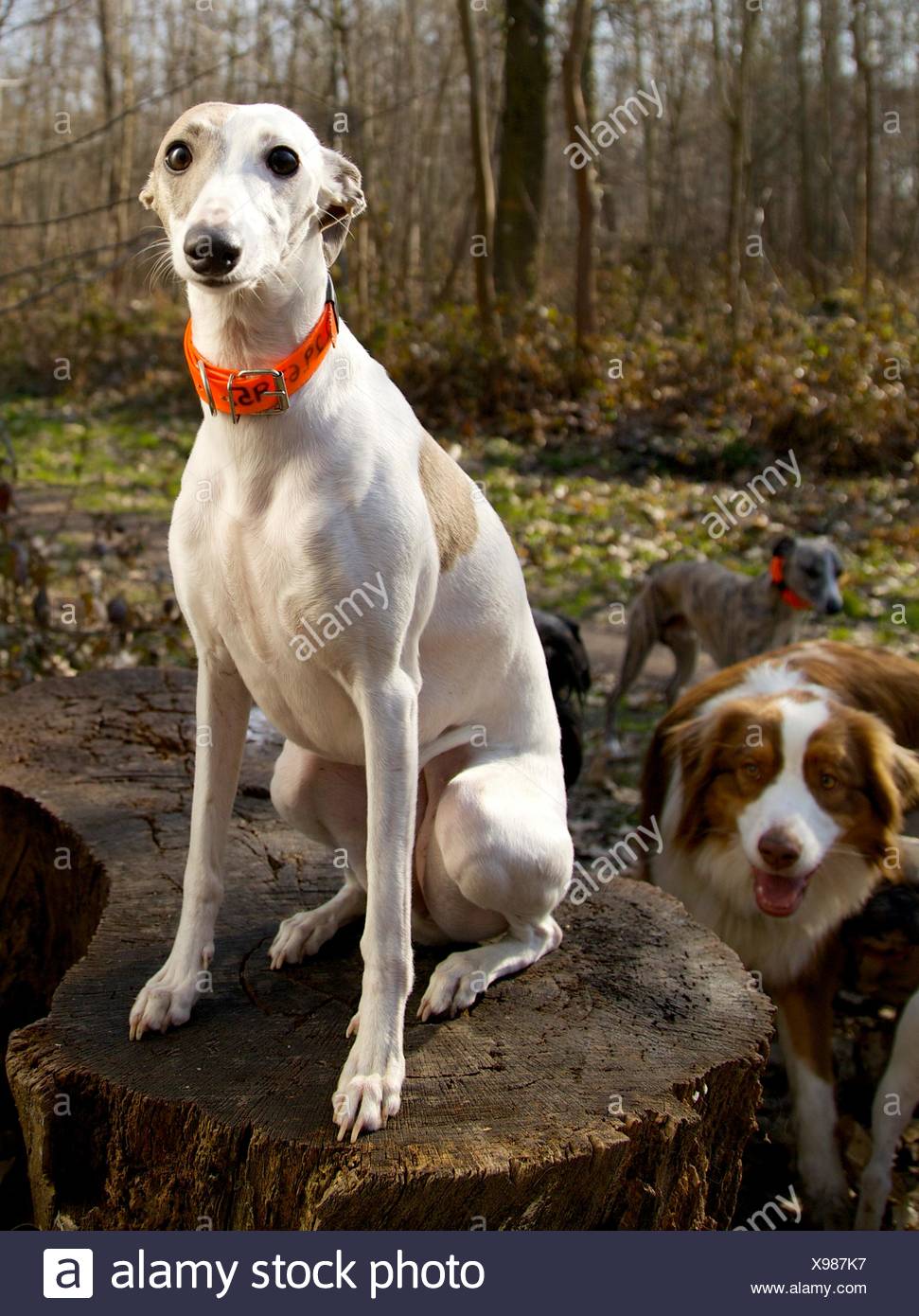 Wippet Stock Photos & Wippet Stock Images - Alamy