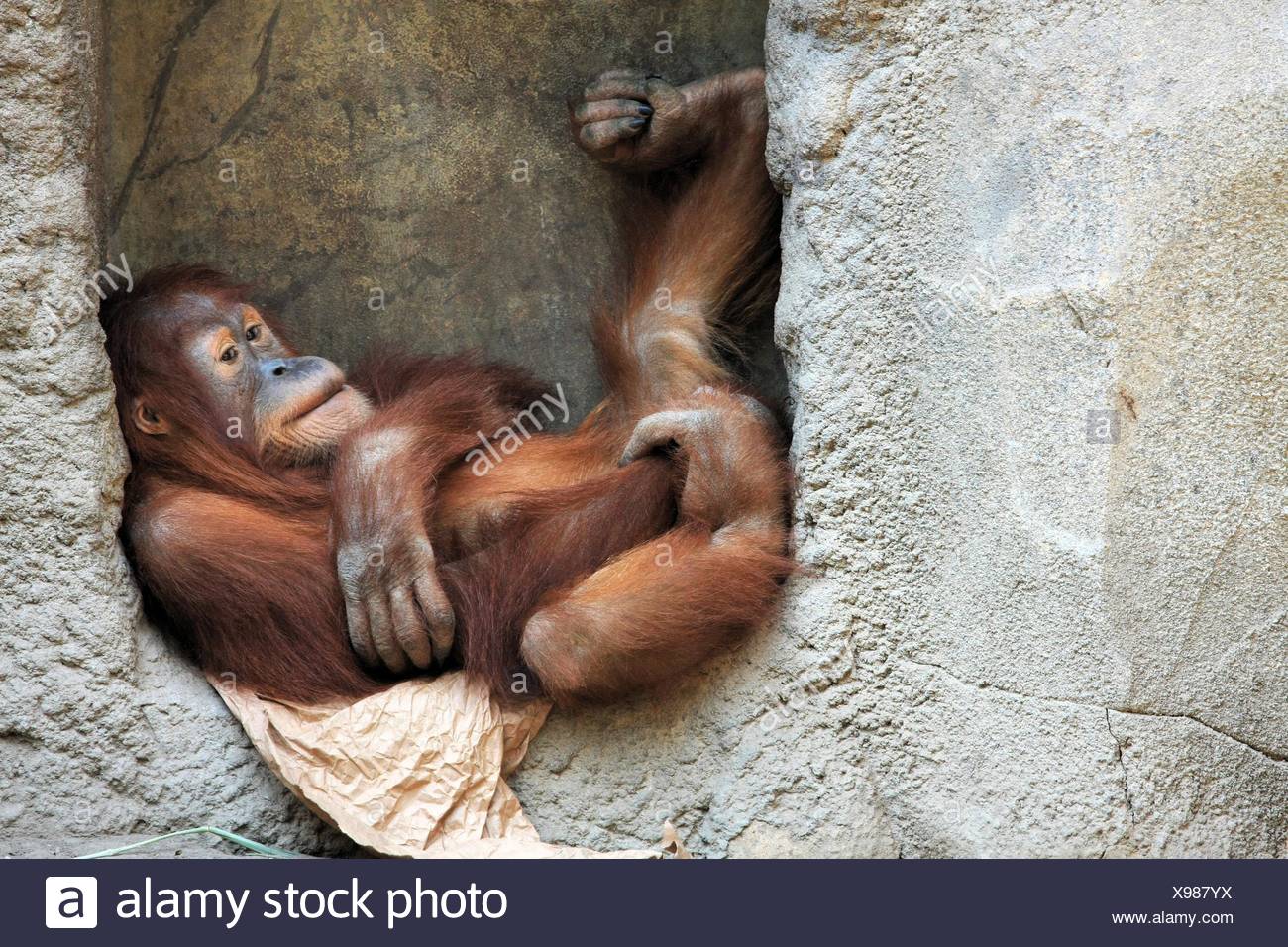 Crazy Monkey High Resolution Stock Photography and Images - Alamy