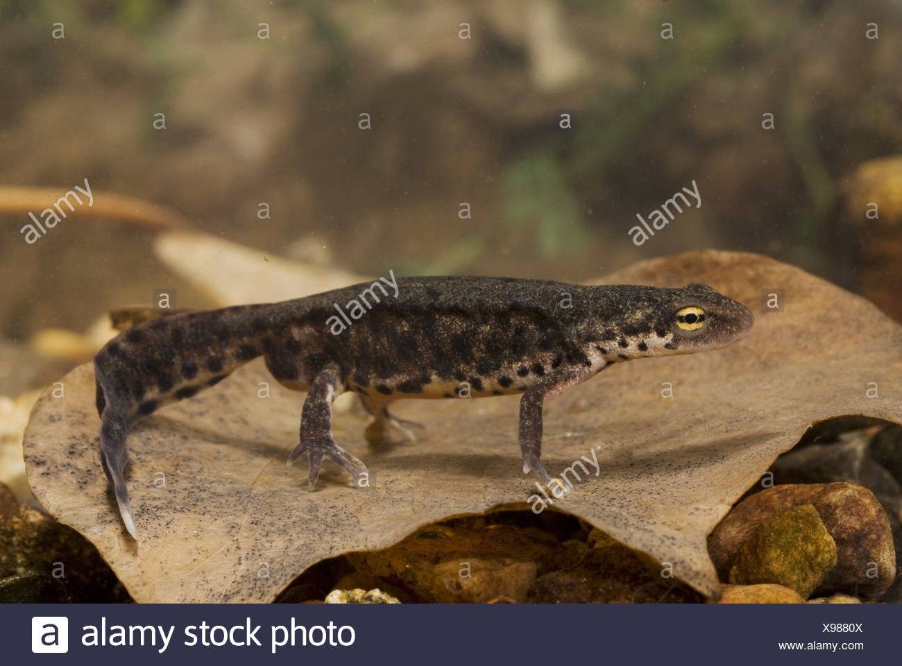 Boscas Newt Triturus Boscai High Resolution Stock Photography and ...
