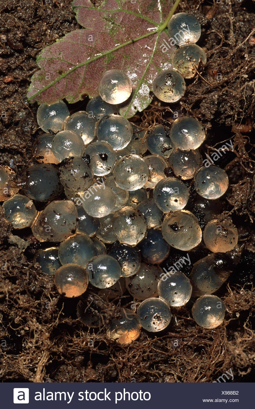Slug Eggs High Resolution Stock Photography and Images - Alamy