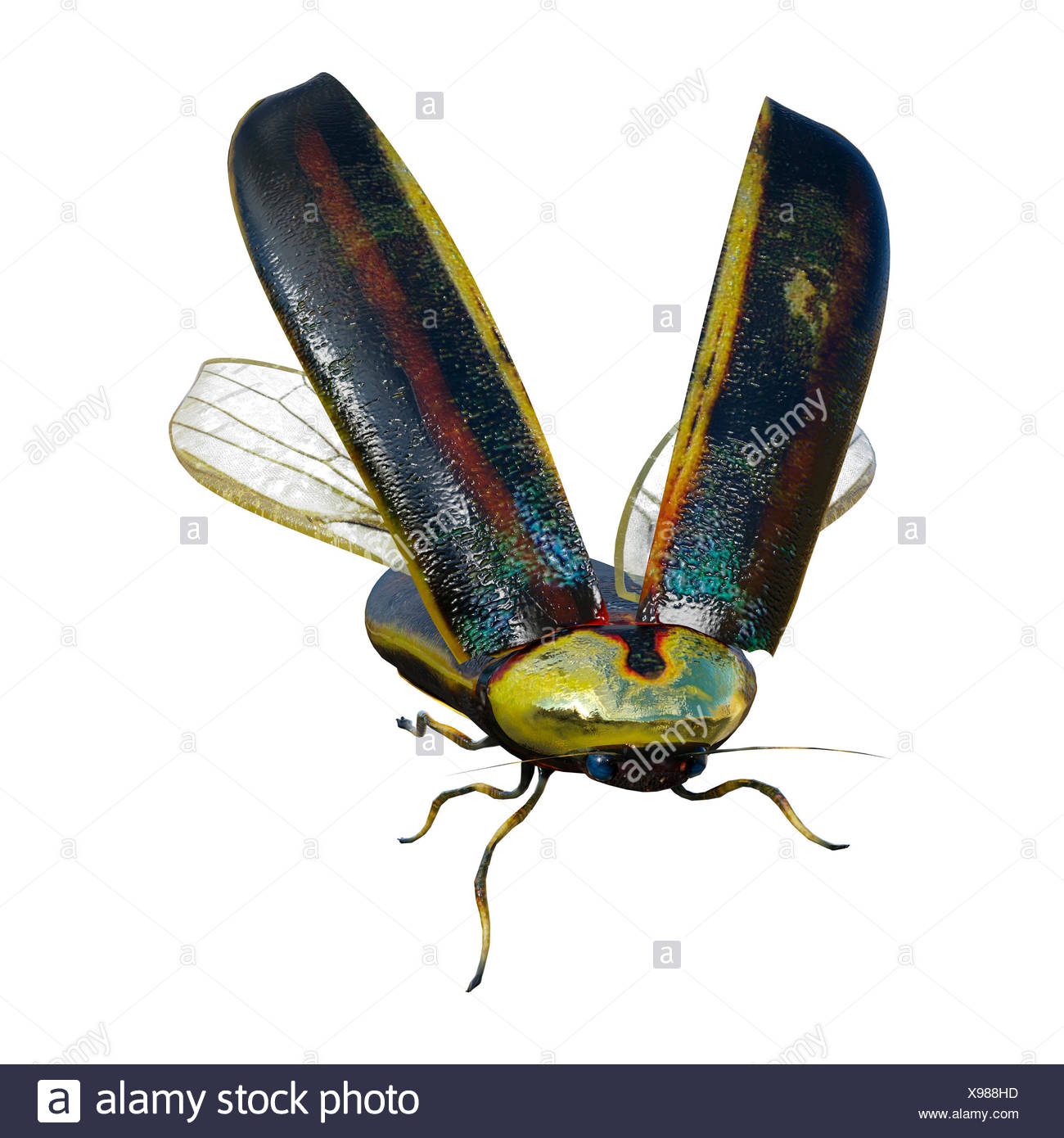 Lightning Beetle High Resolution Stock Photography and Images - Alamy