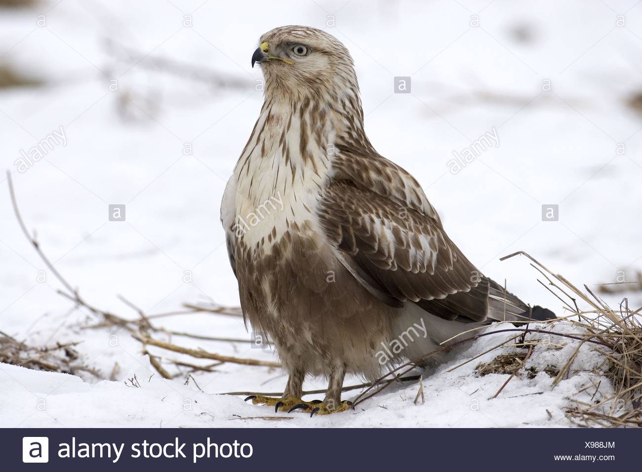 Young Buzzard Stock Photos & Young Buzzard Stock Images - Alamy