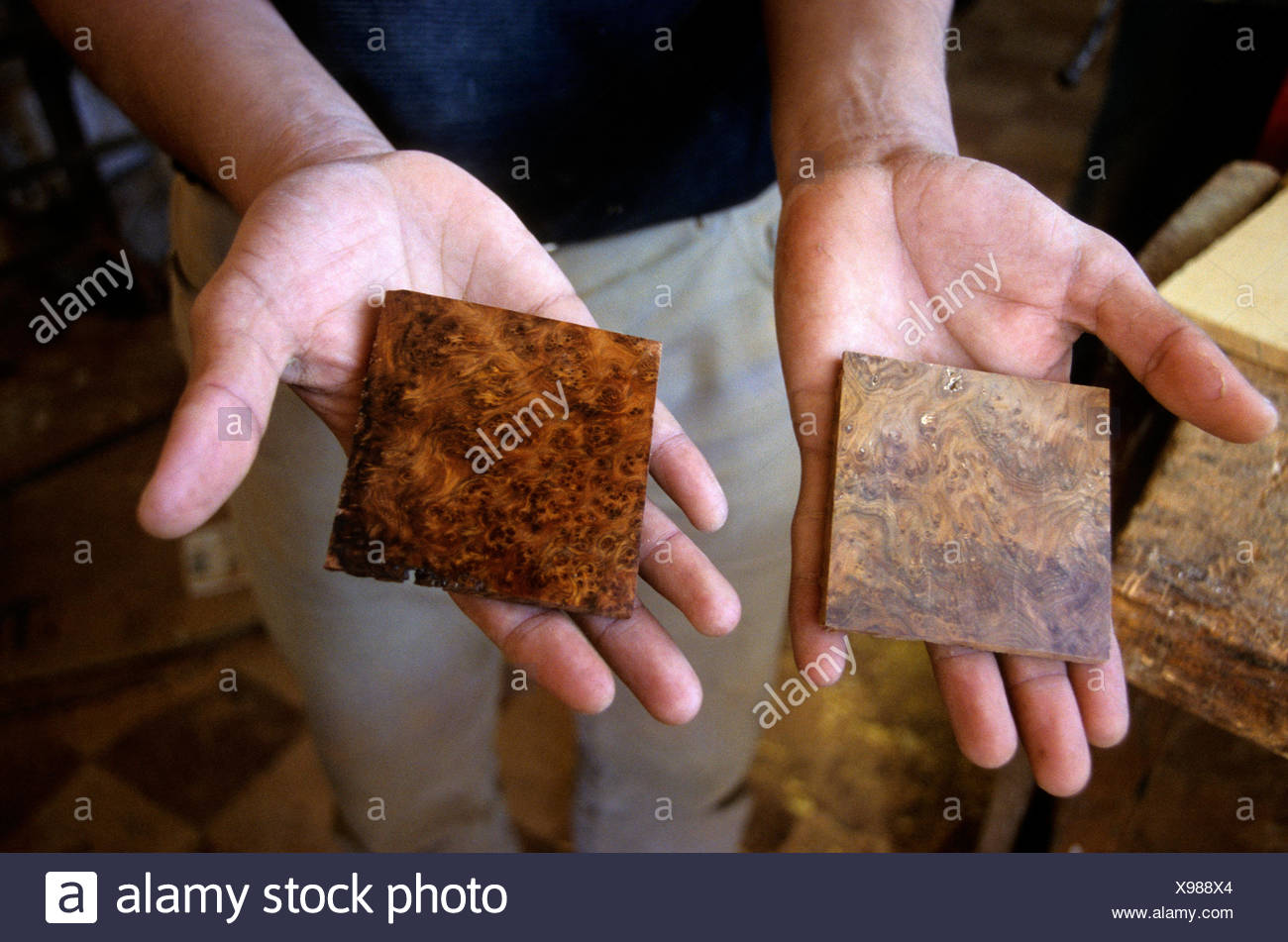 Thuya High Resolution Stock Photography and Images - Alamy