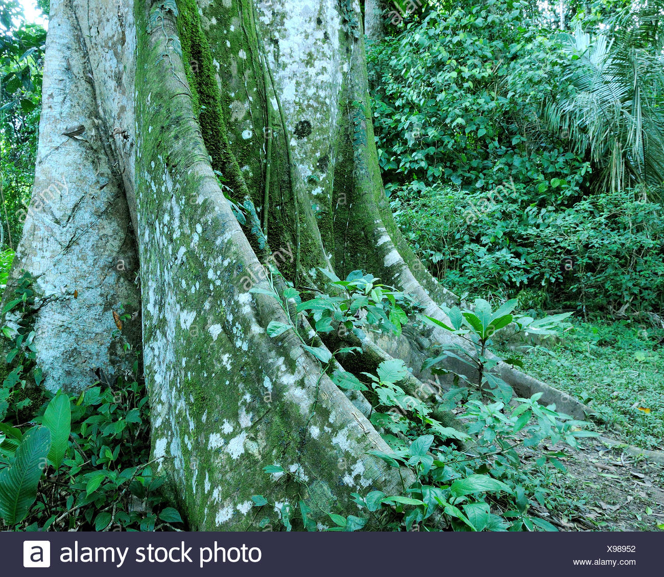 Rainforest Tree Buttressed Trunk Stock Photos & Rainforest Tree ...