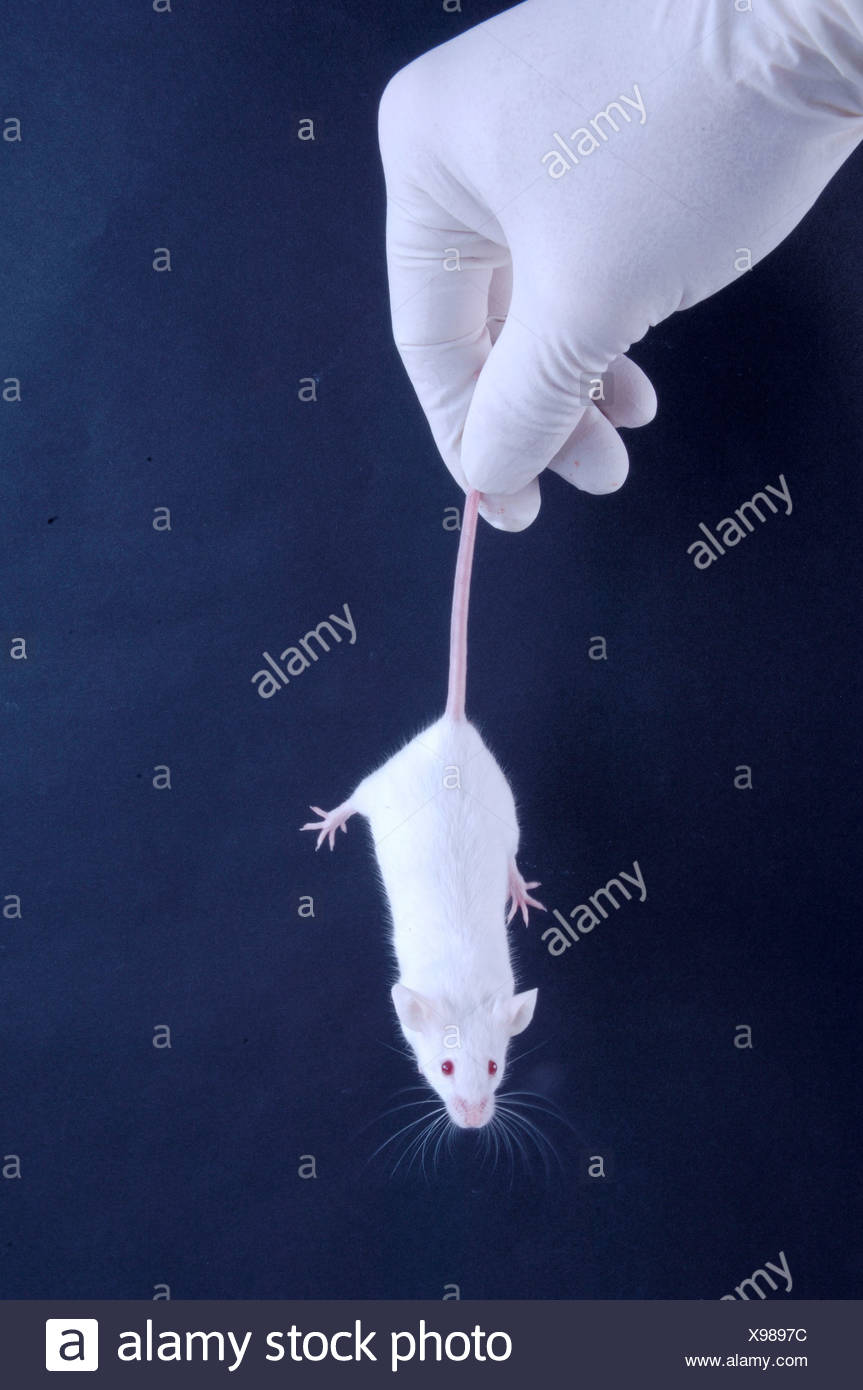 Laboratory Mice High Resolution Stock Photography and Images - Alamy