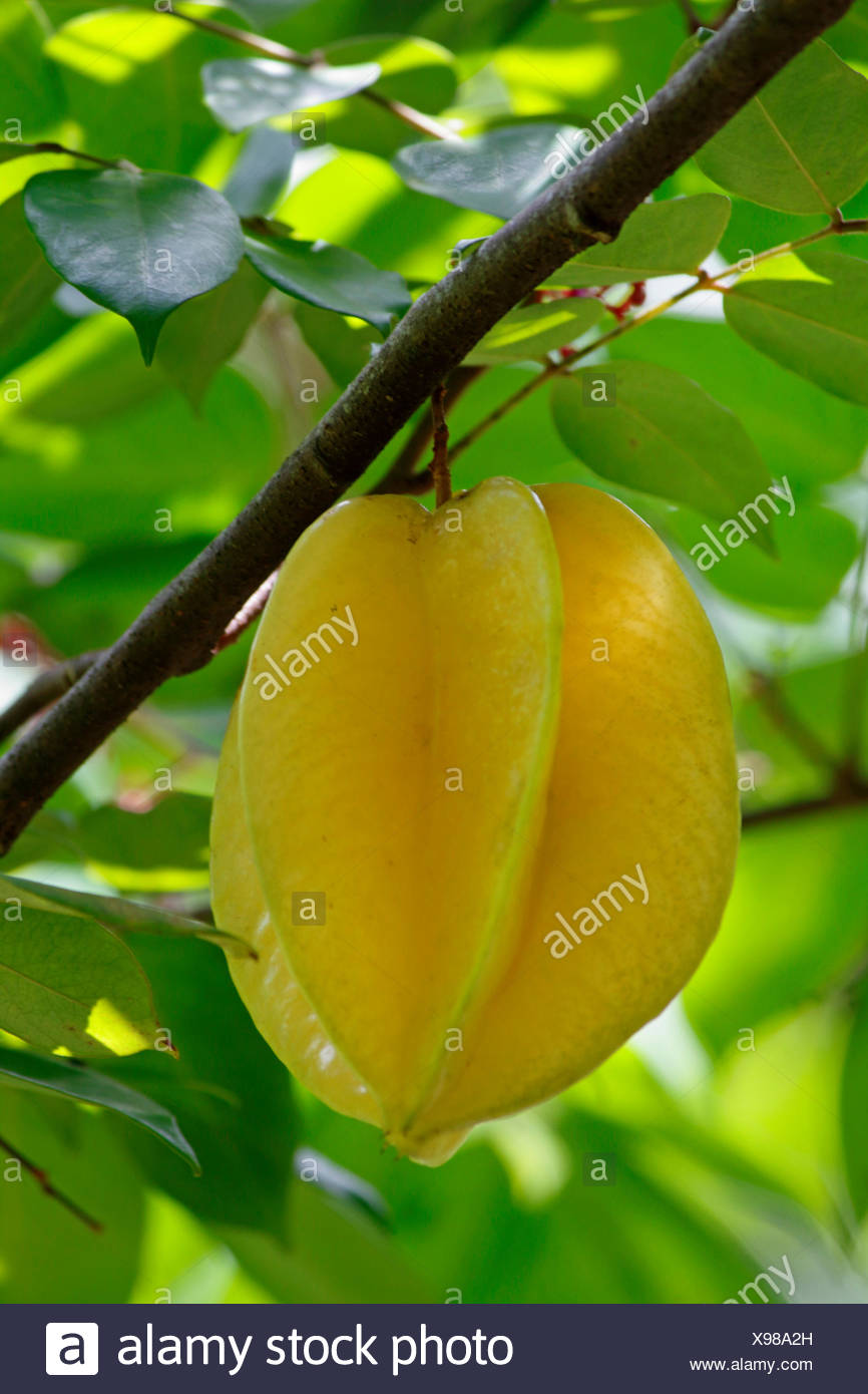 Star Fruit Tree High Resolution Stock Photography and Images - Alamy
