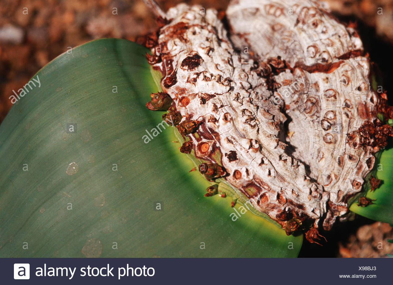 Tree Tumbo High Resolution Stock Photography and Images - Alamy