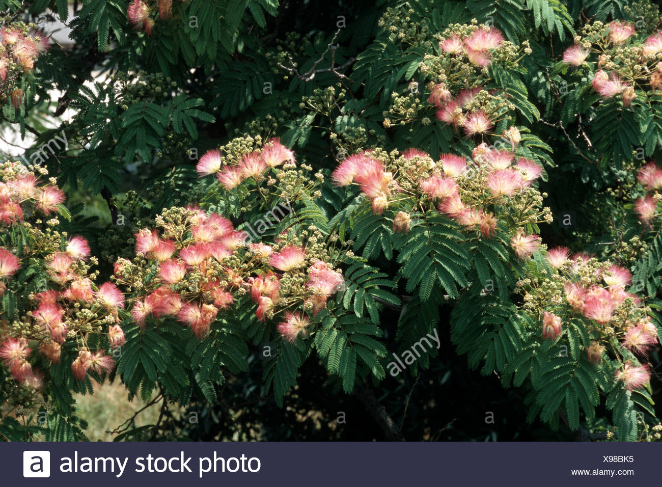 Siris Stock Photos & Siris Stock Images - Alamy