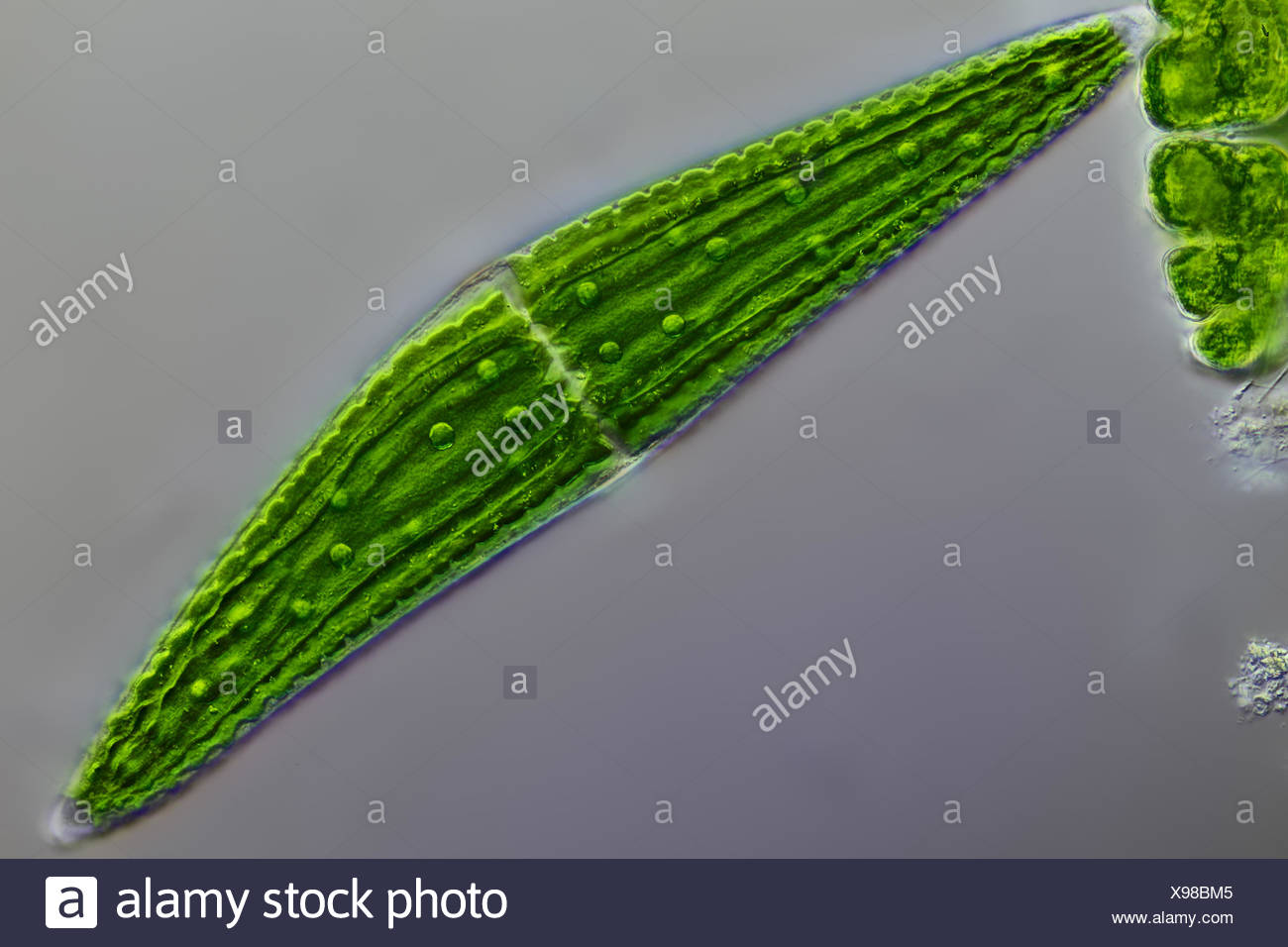 Closterium High Resolution Stock Photography and Images - Alamy