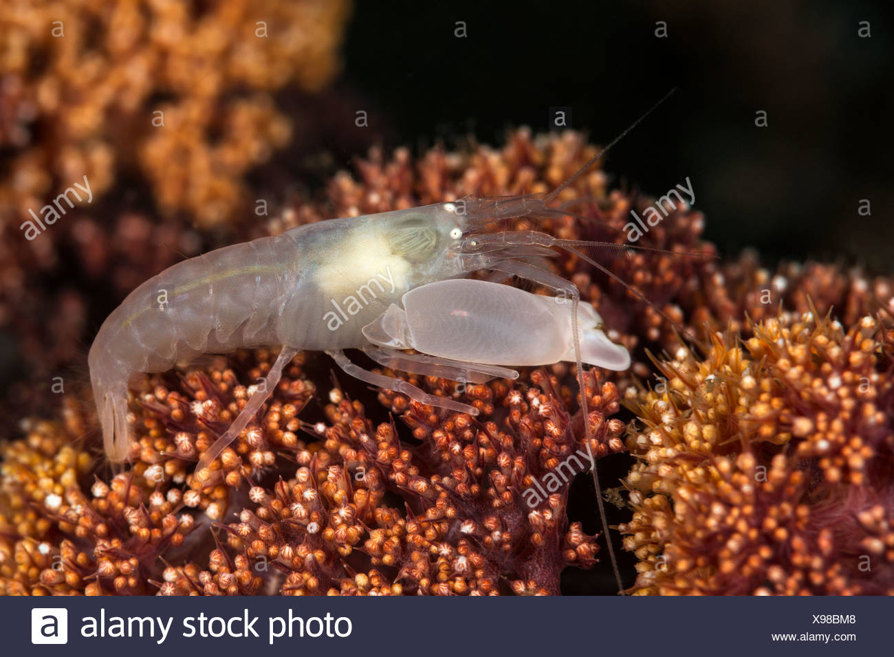 Pistol Shrimp Stock Photos & Pistol Shrimp Stock Images - Alamy